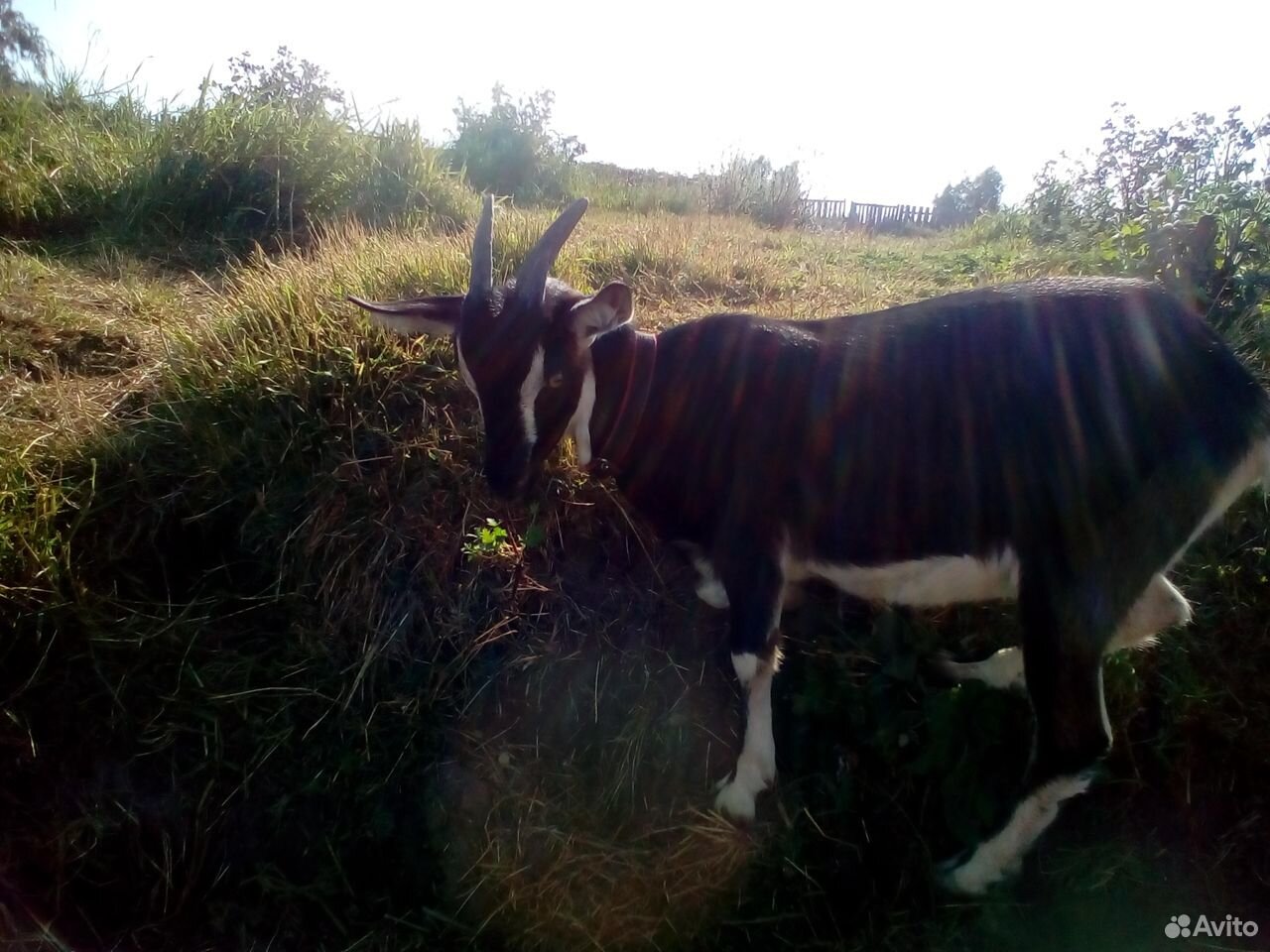 Козочка чешской породы