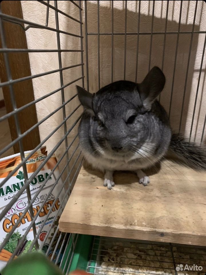 Шиншилла в дар