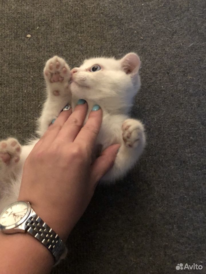 Отдам в хорошие руки белого котенка