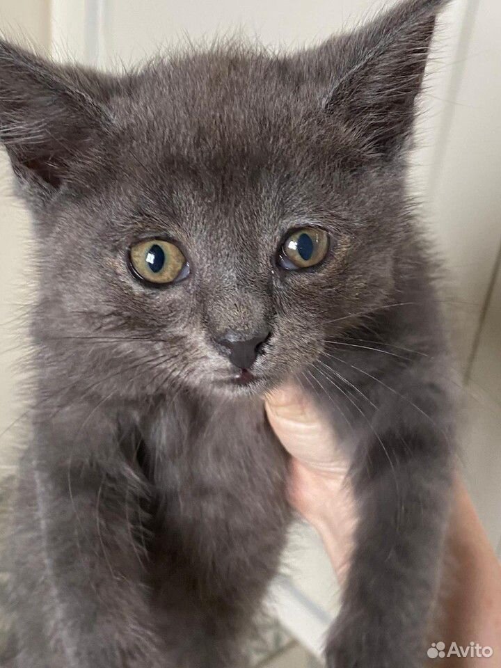 Дымчатый красавчик в добрые руки