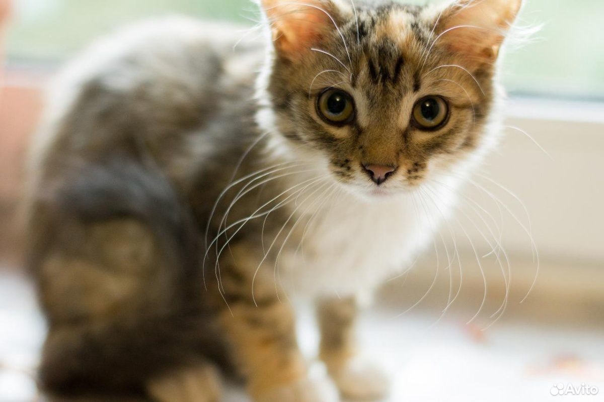 Очаровательная кошечка котёнок в добрые руки