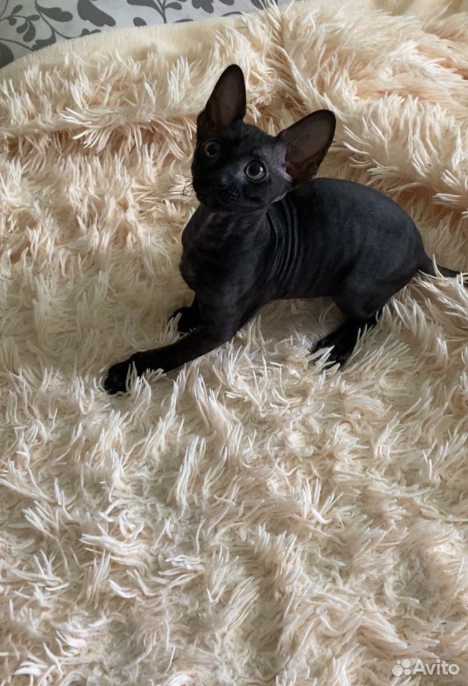 Корниш-рекс