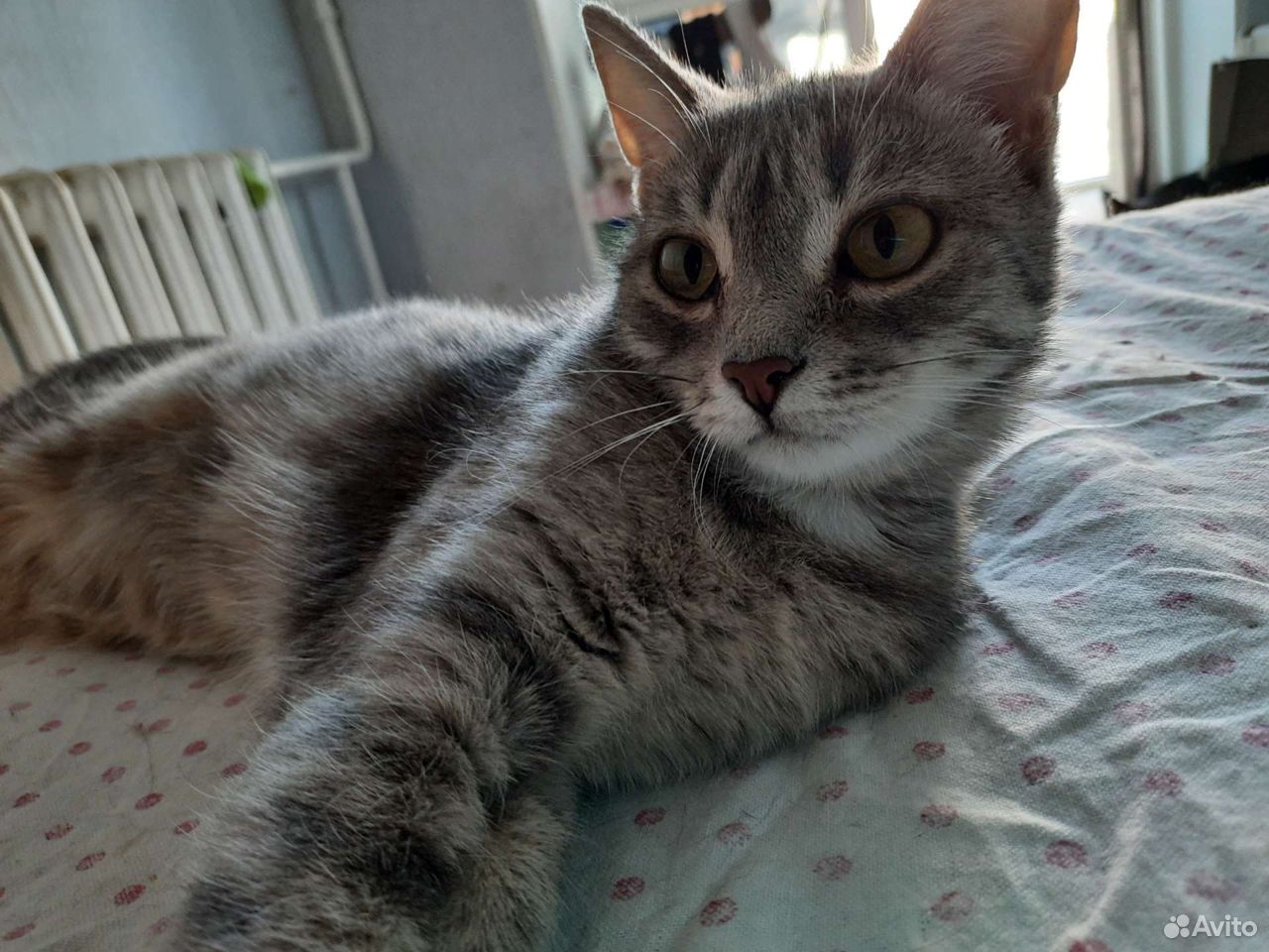 Серая Шейка