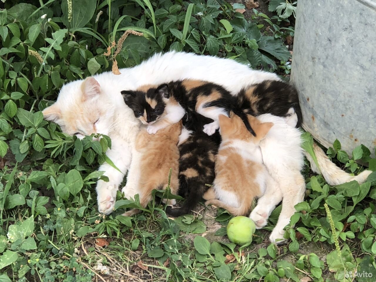 Котёнок 1месяц