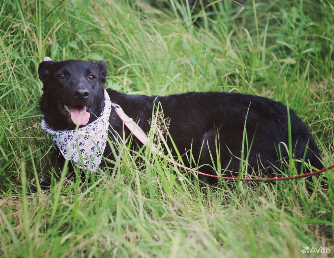 Щенок Марк в добрые руки