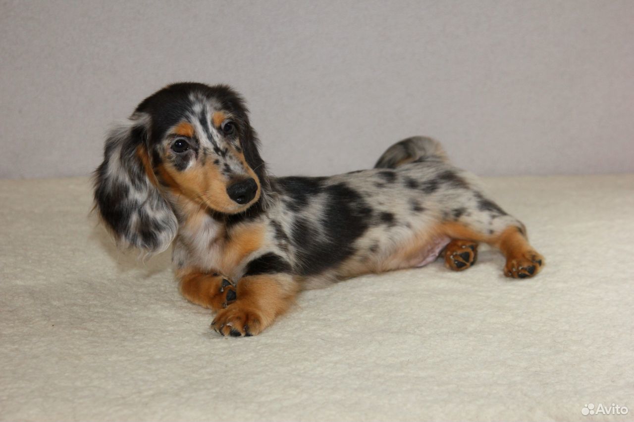 Мраморный мальчик мини/кроличий