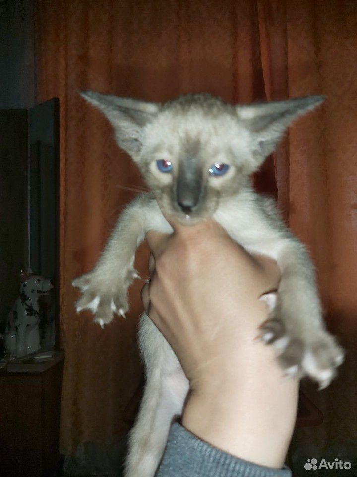 Ориентальная