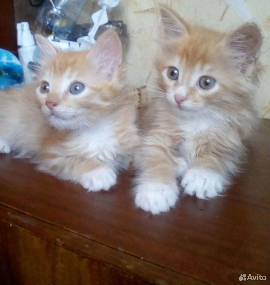 Рыжие котята близнецы