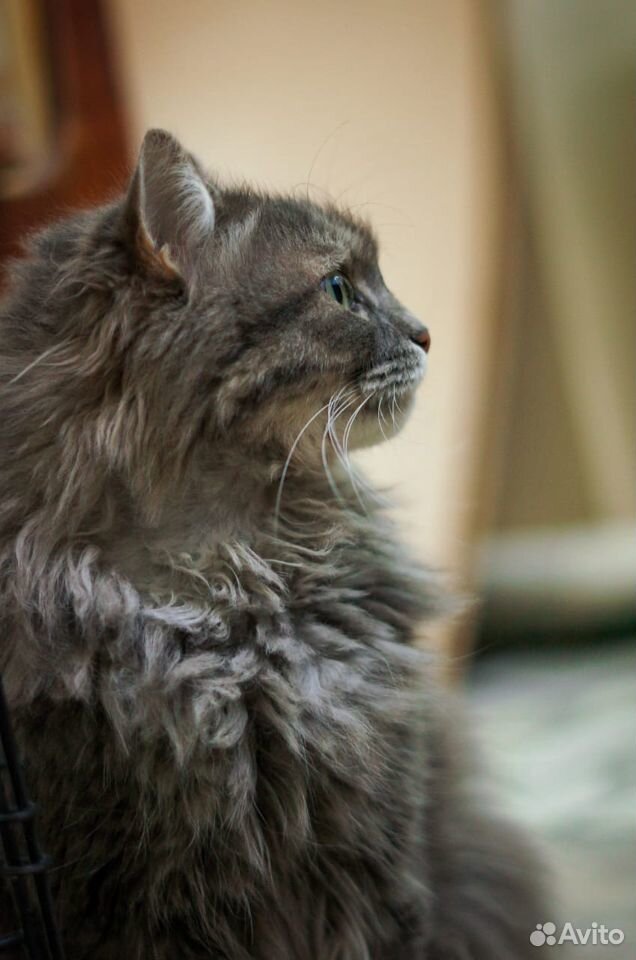 Кот Лис