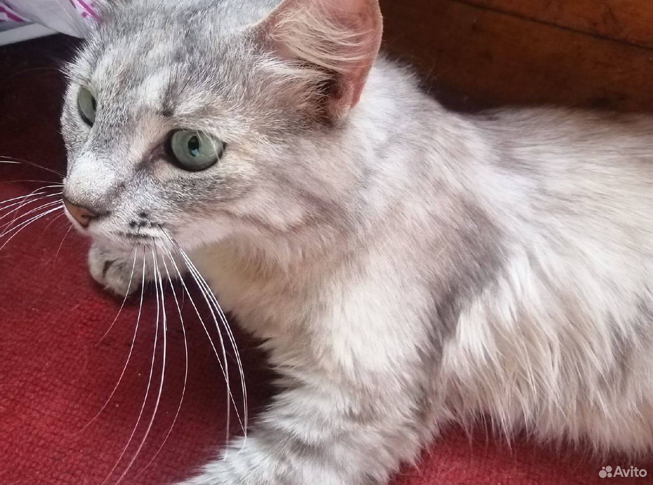 Отдается очень ласковая кошка (бросили на улице)