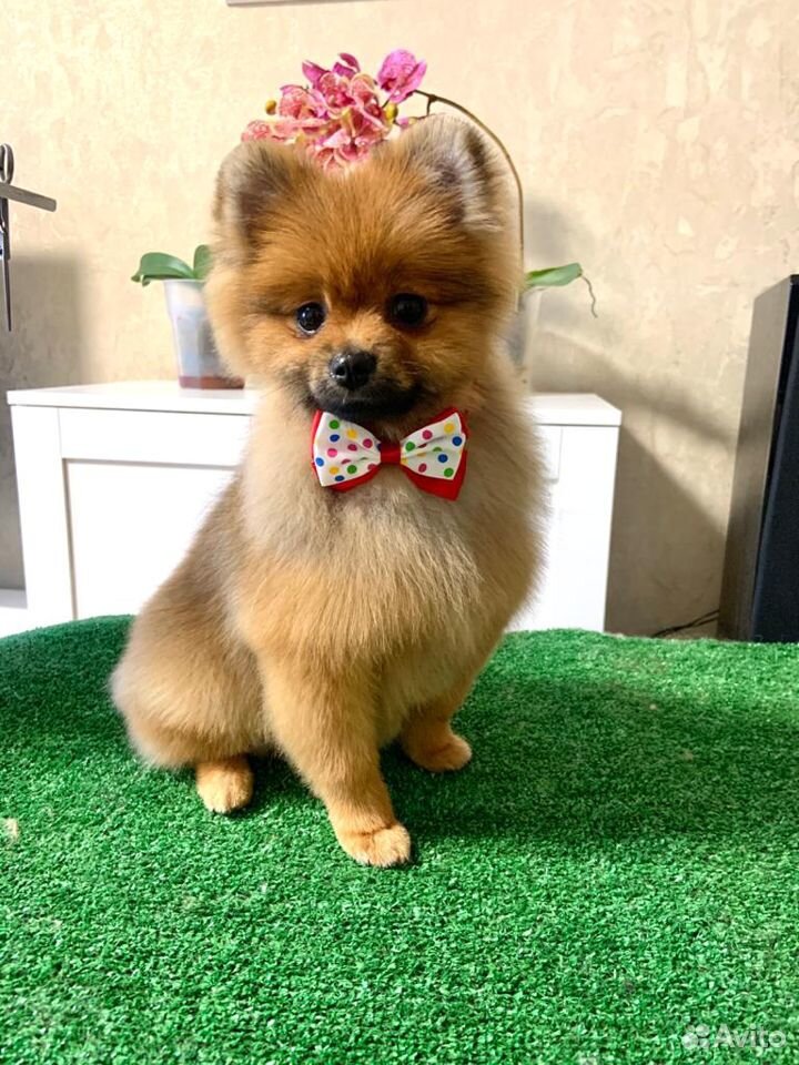 Мальчик померанский шпиц