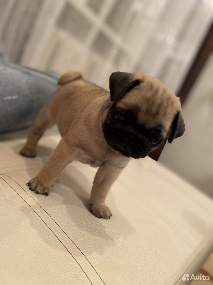 Мопс