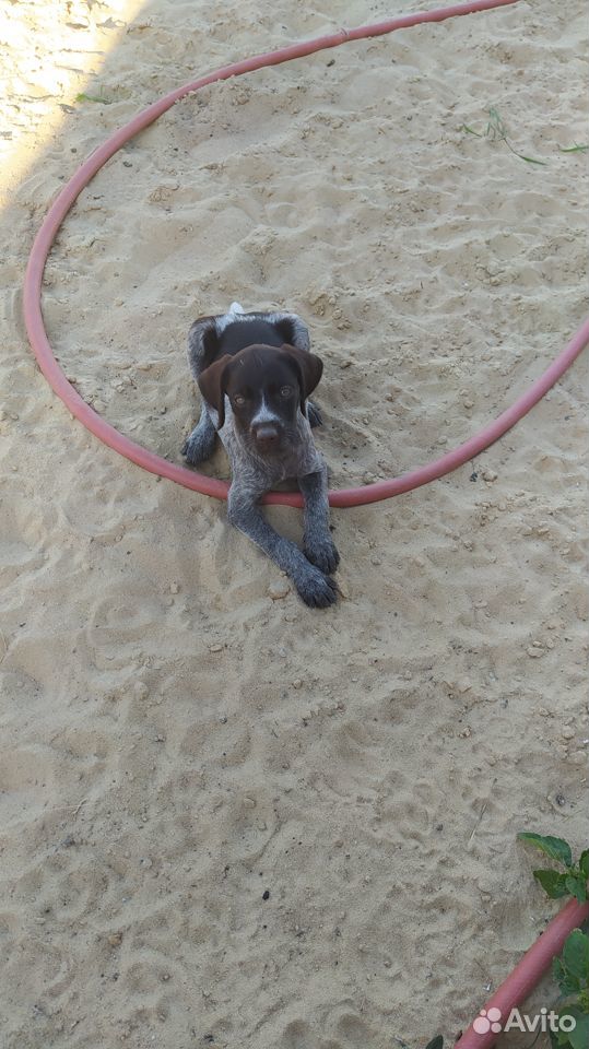 Щенки Дратхар