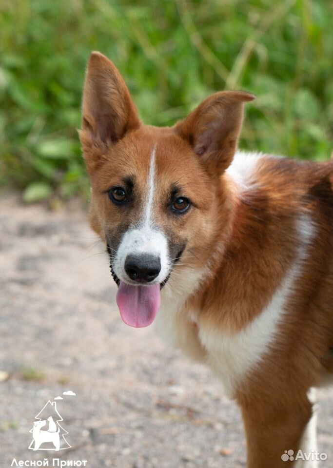 Красотка Дракоша станет вашим другом
