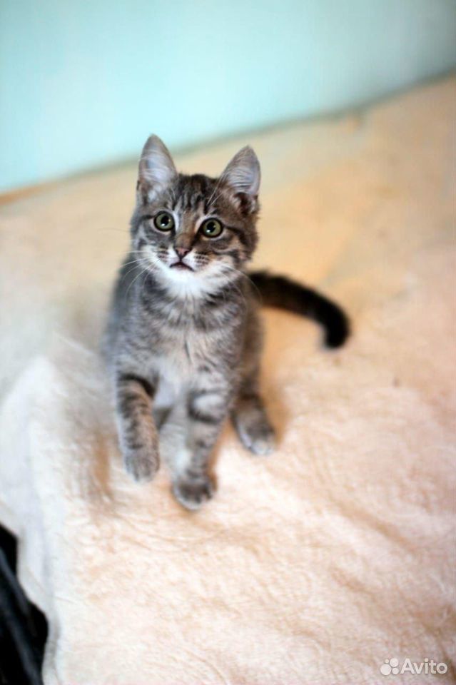 Котенок 3-3.5 мес