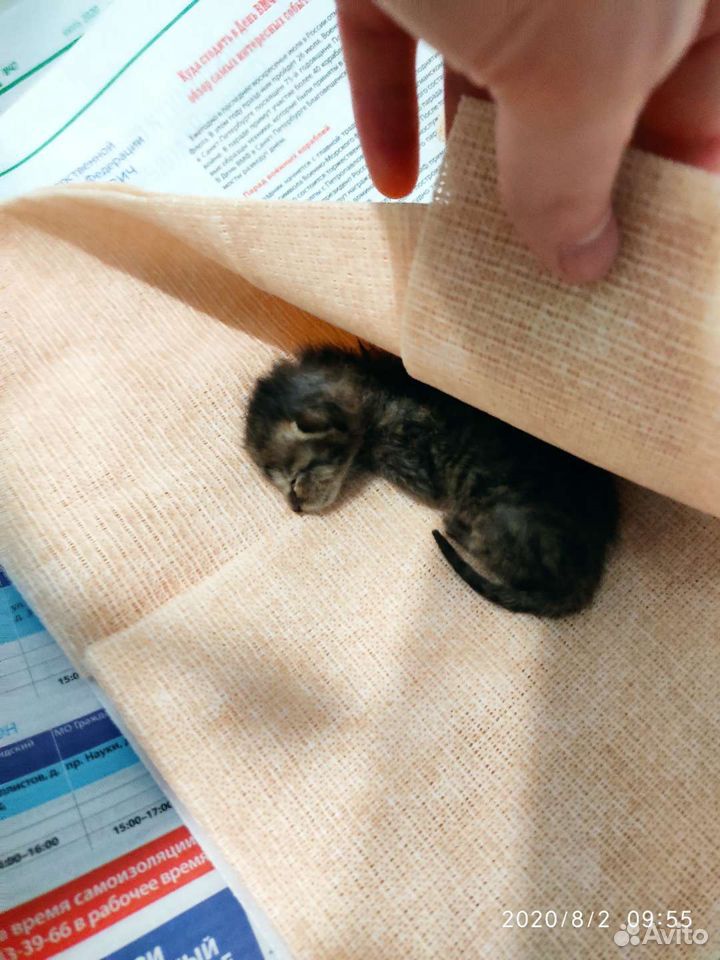 Котейка найденыш