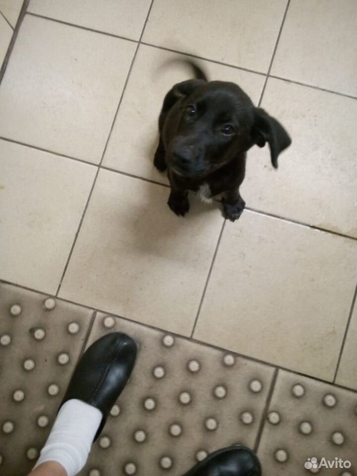 Лабрадор метис щенок