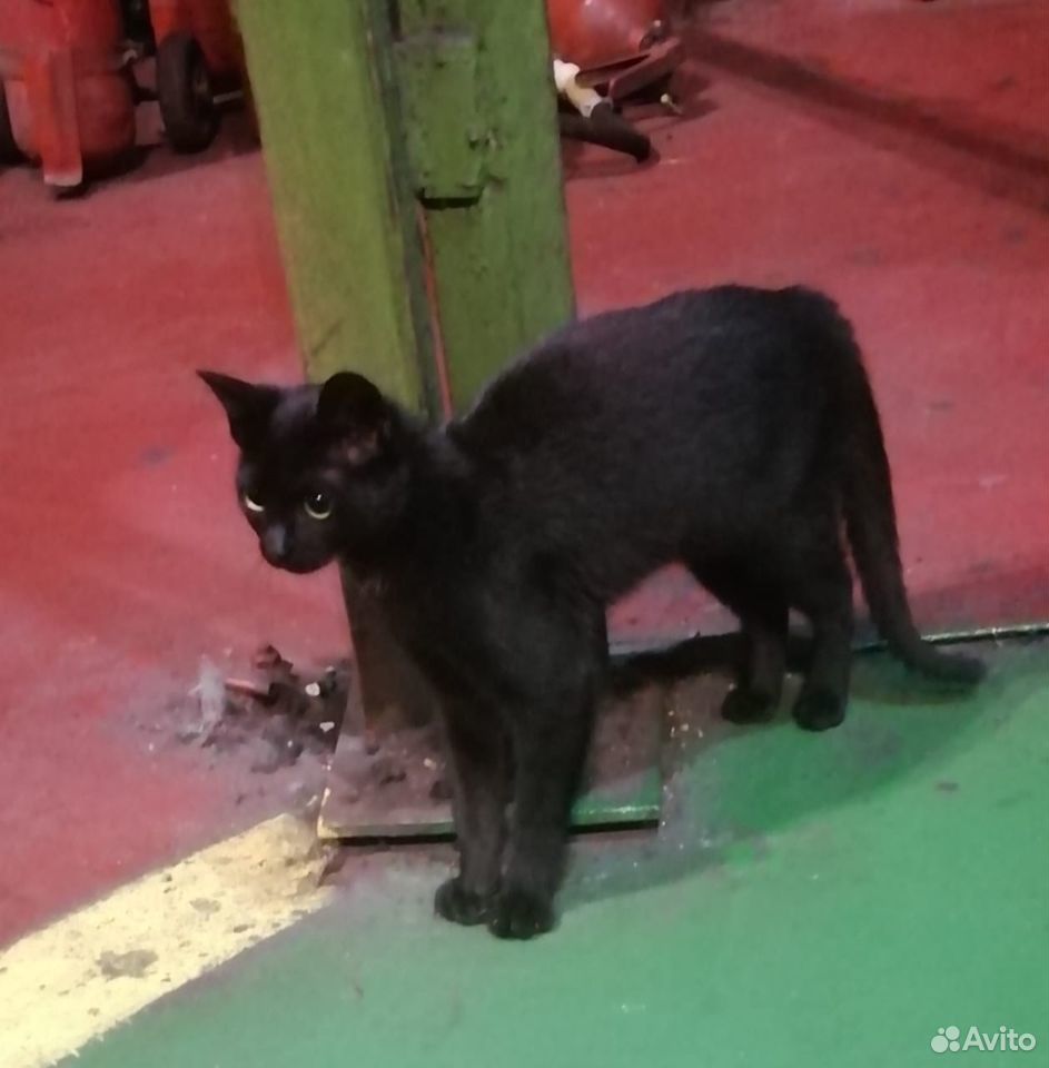 Котёнок - пантера