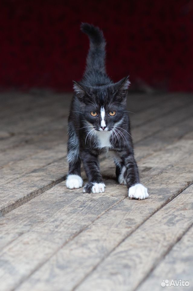 Отдам котенка Феликса в добрые руки