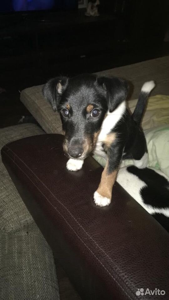 Продам щенков гладкошерстного фокстерьера