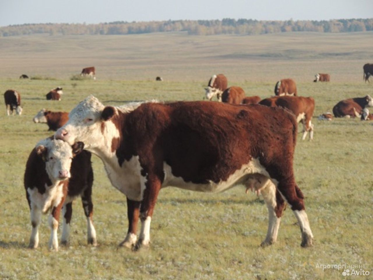 Бык, корова, телёнок герефорд