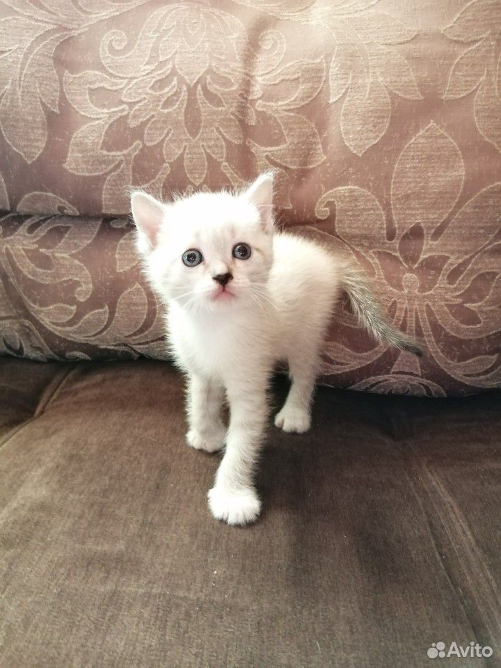 Котята