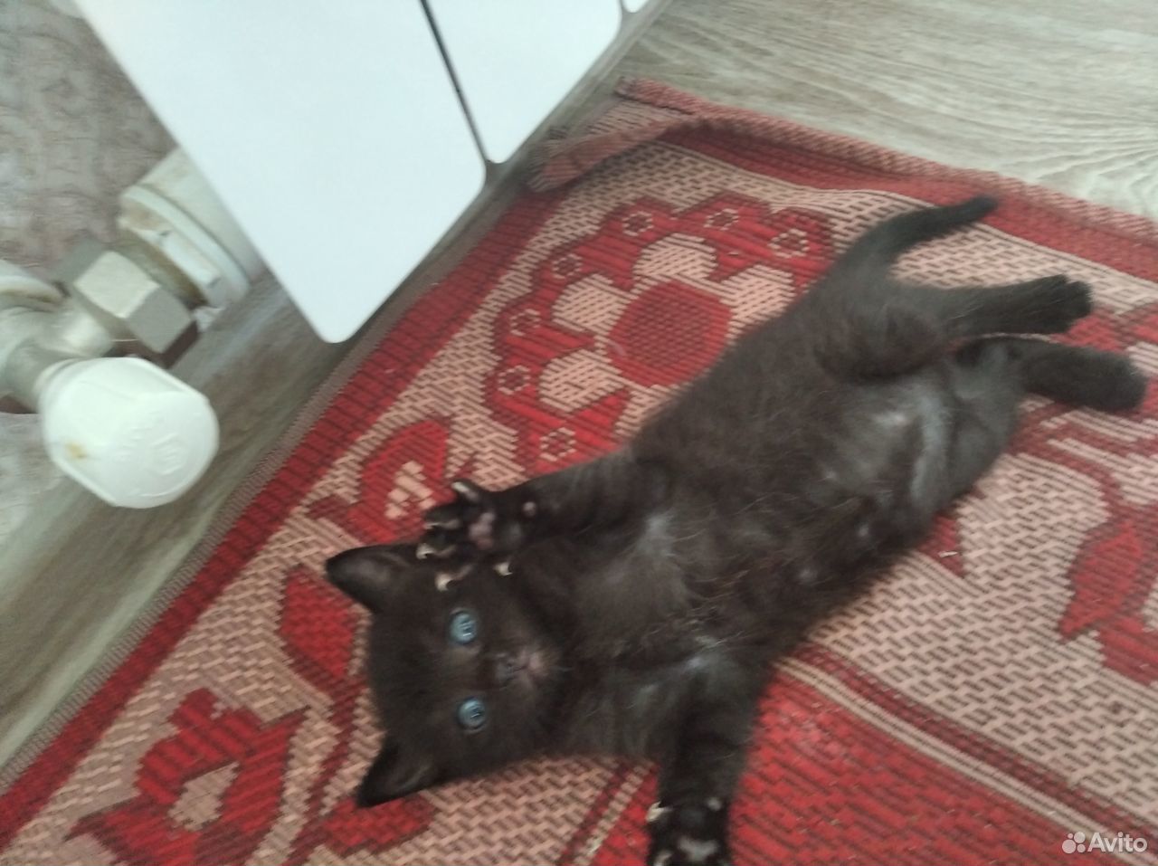 Симпатичные котята в добрые руки
