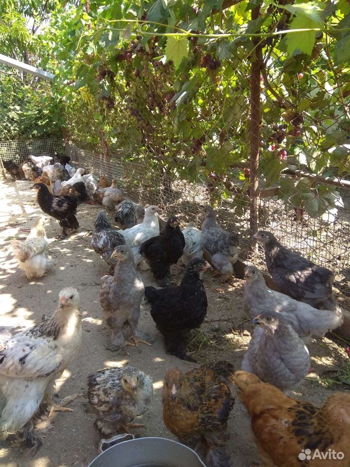 Цыплята брама