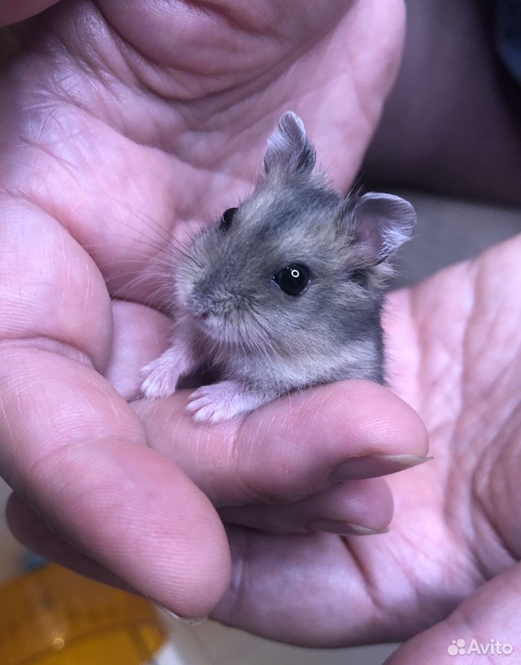 Джунгарский хомяк