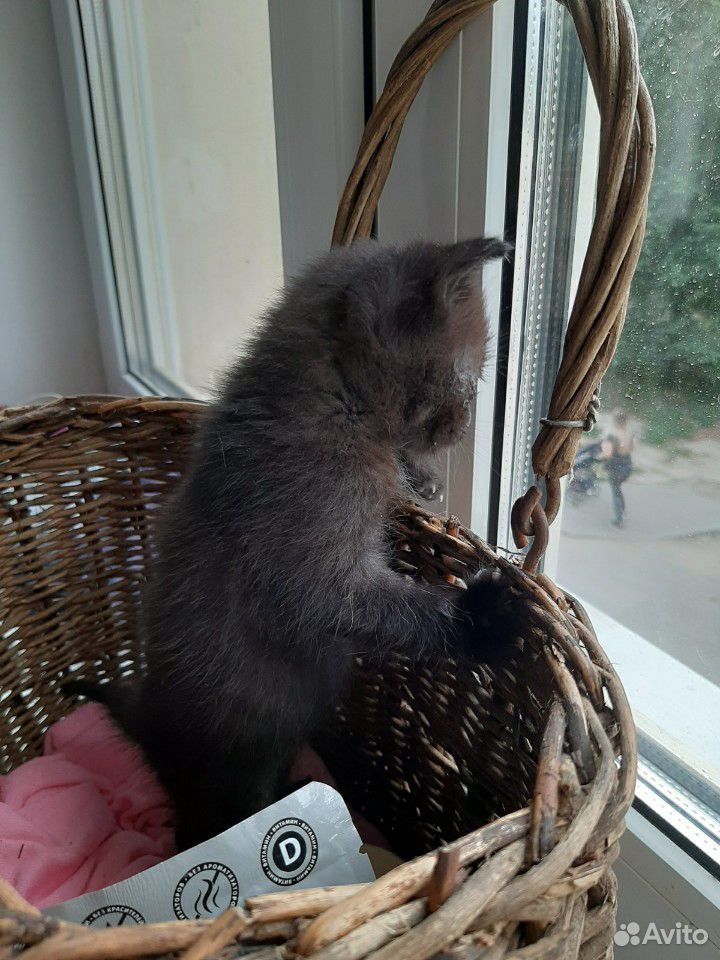 Хозяин найдись,я очень жду тебя