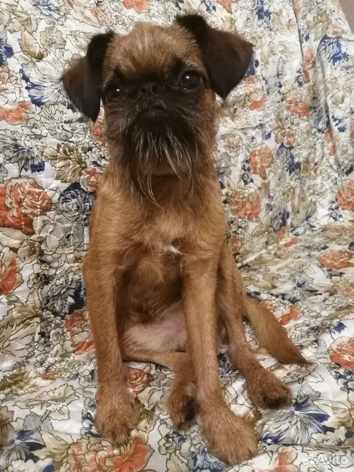 Брюссельский гриффон вязка