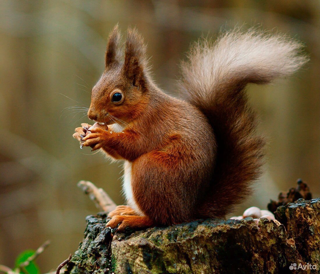 Белка обыкновенная