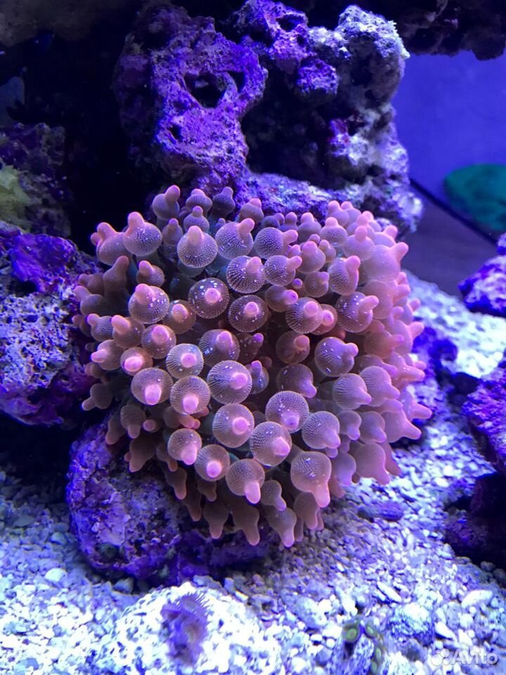 Актиния,мягкие кораллы