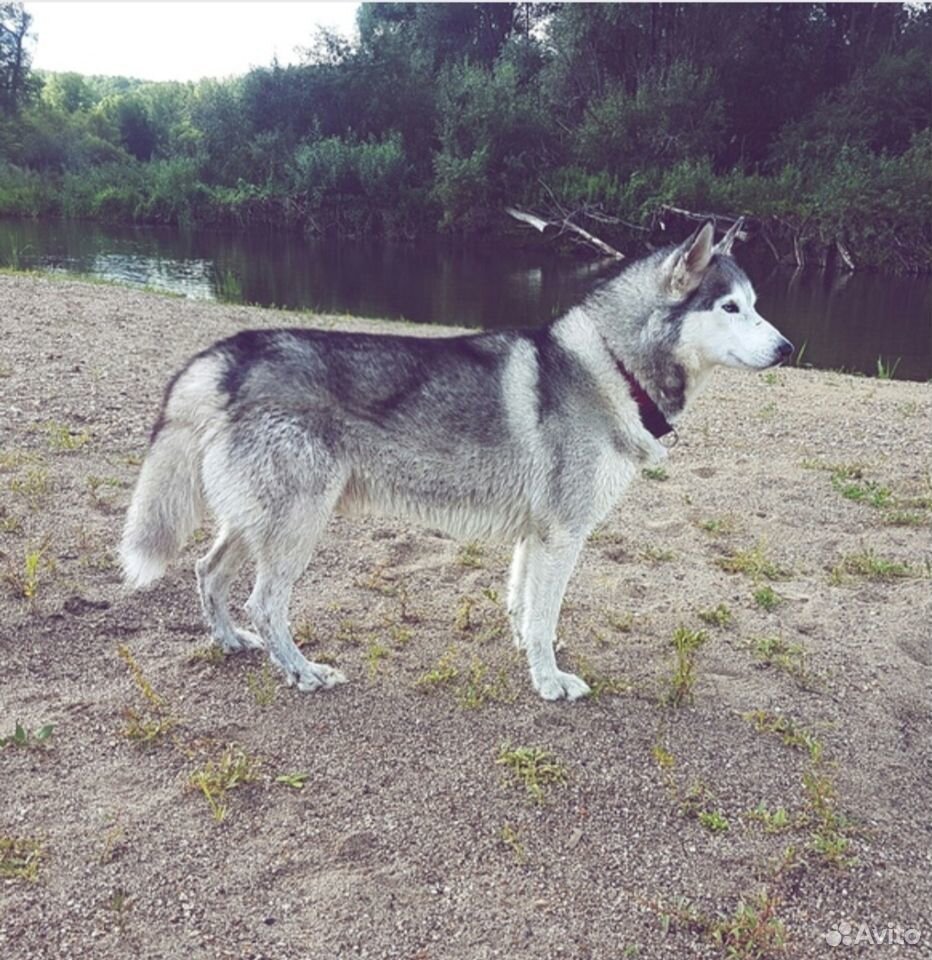 Потерялся сибирский хаски