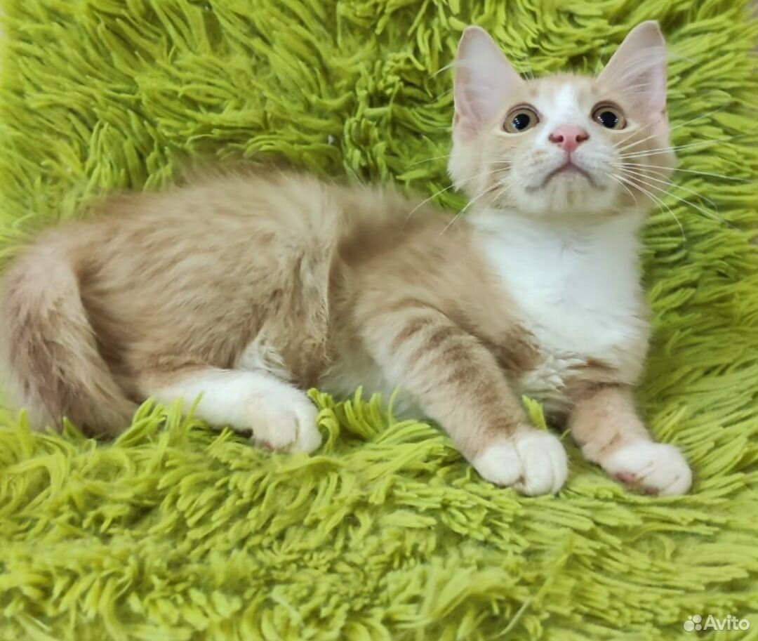 Суперский рыжий котенок ищет дом
