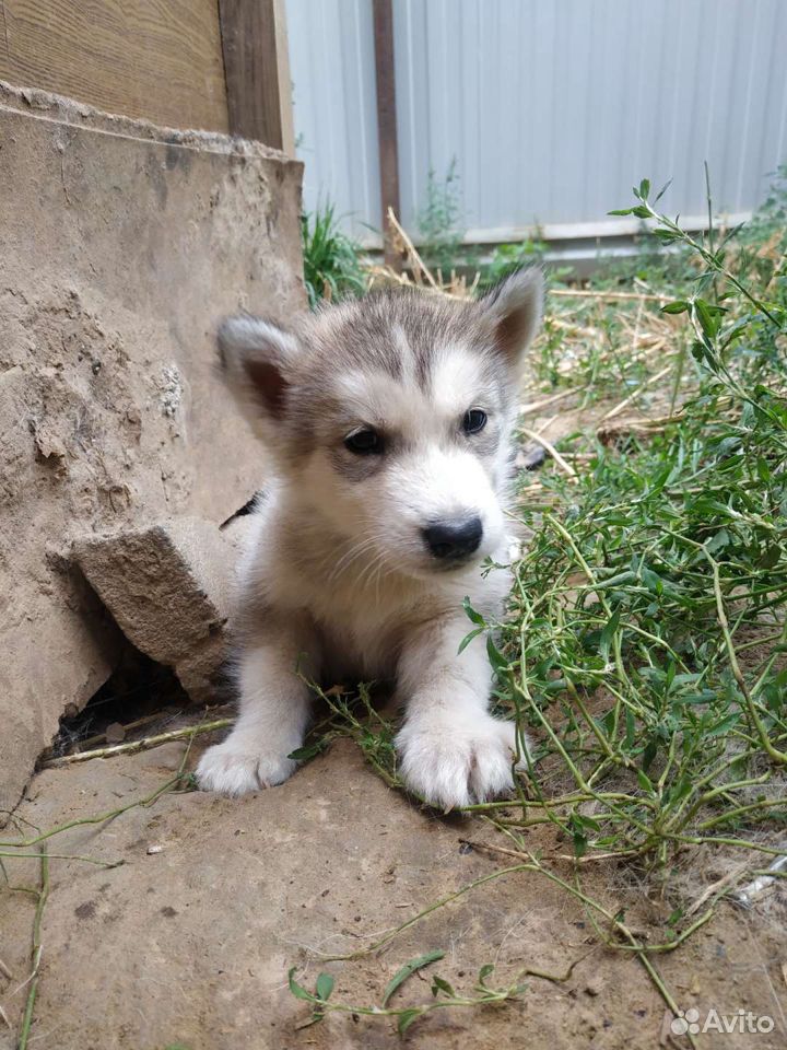 Щенок хаски бесплатно