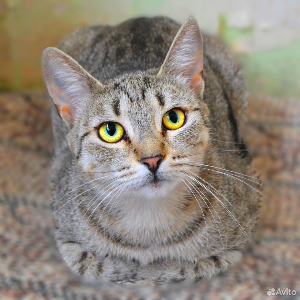 Грациозная юная красавица с умными глазами