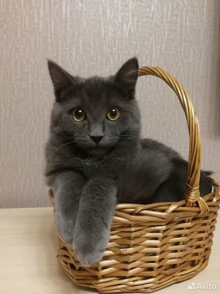 Кот в добрые руки