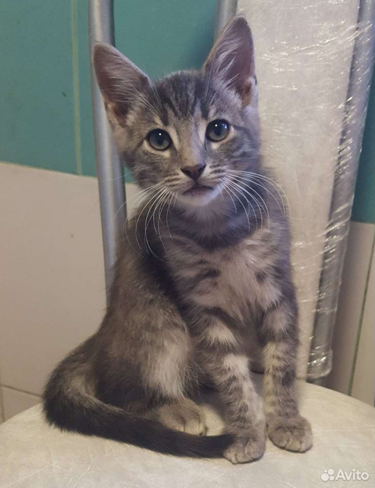 Котята