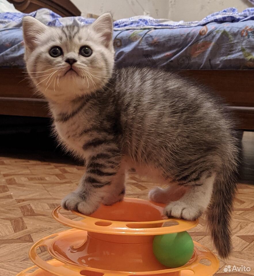 Британский котенок