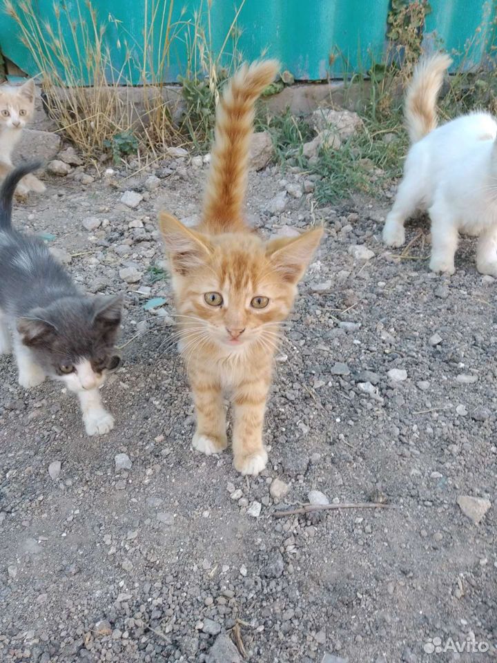 Чудесные котята