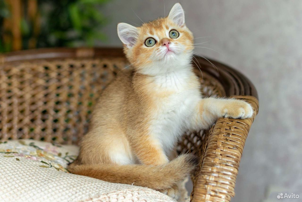 Котик Зорро