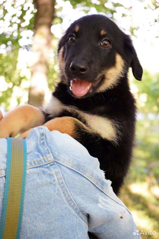 Щенок Каспер 3 мес