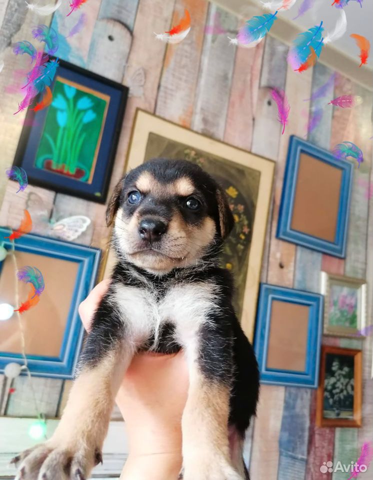 Щенок мальчик 1 месяц ищет дом