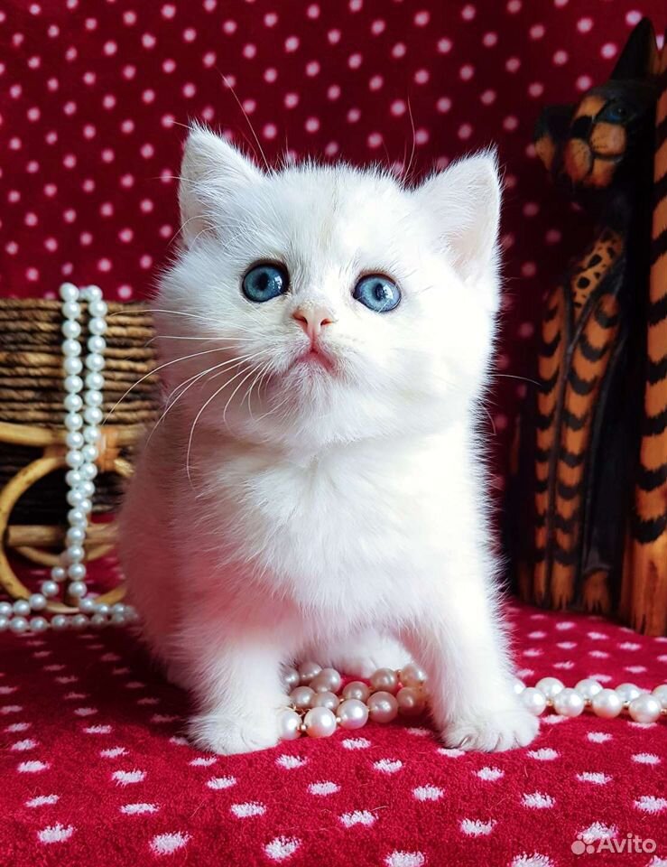 Роскошная плюшевая серебристая кошечка