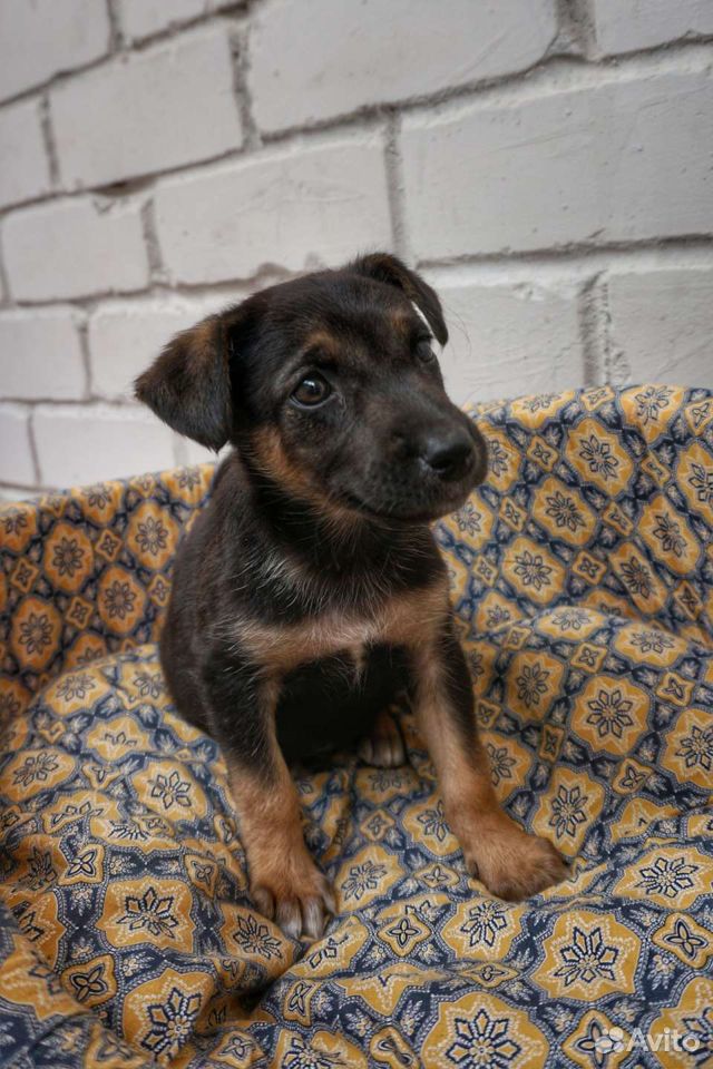 Потрясающая Пряня ищет семью