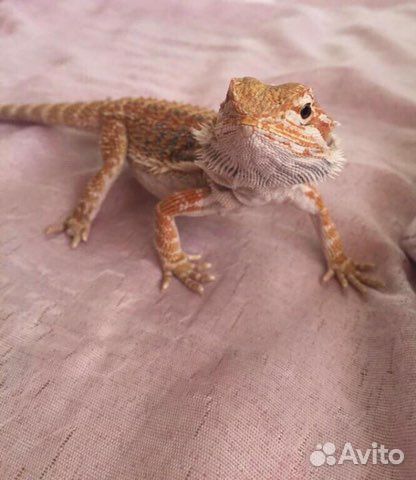 Агама Бородатая