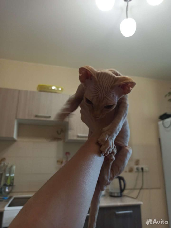 Канадский сфинкс