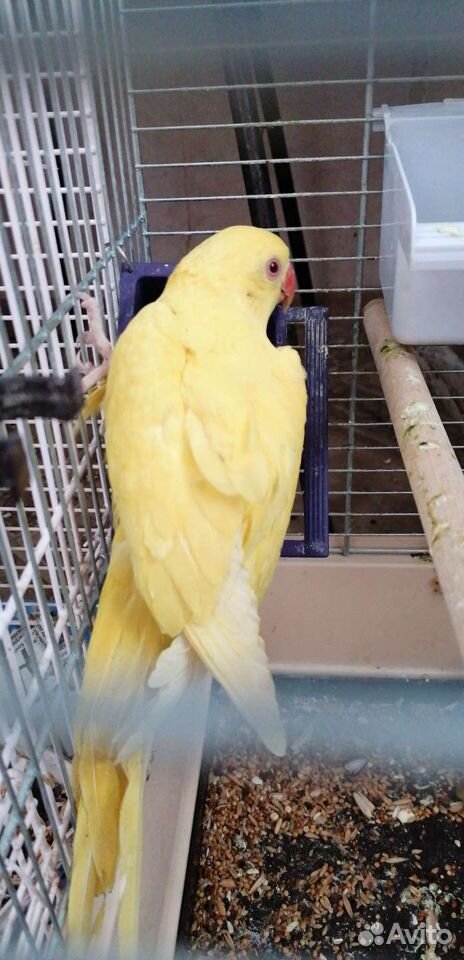 Попугай ожереловый и птенчик