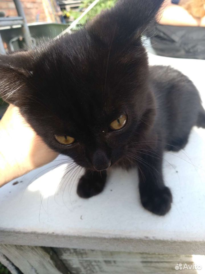 Пушинка ищет порядочного хозяина(ку)